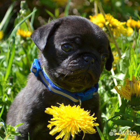 Мопс тигровый мальчик