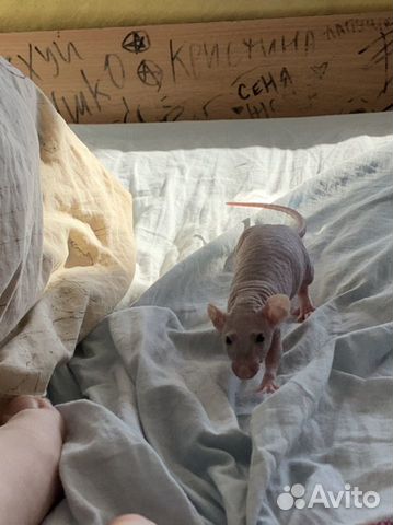 Лысая крыса