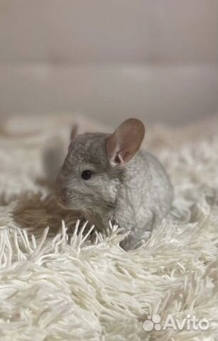 Шиншилла, 2 мес