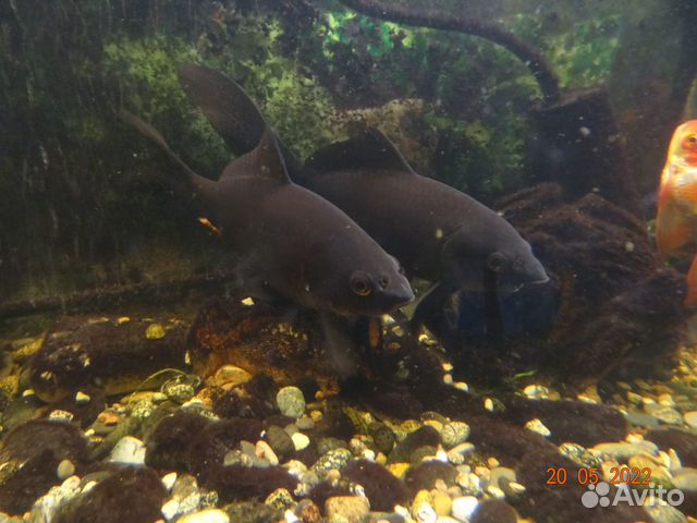 Продаю золотых рыбок комет