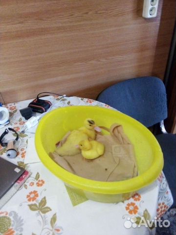 Индоутята обмен