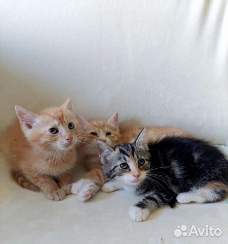 Котята в добрые руки