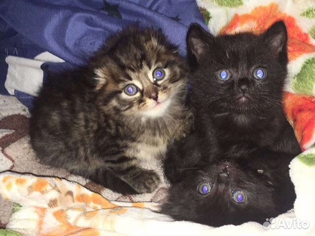 Кошки шотландцы
