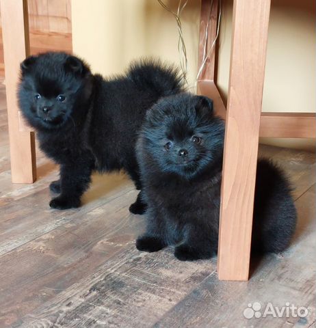 Щенки померанского шпица