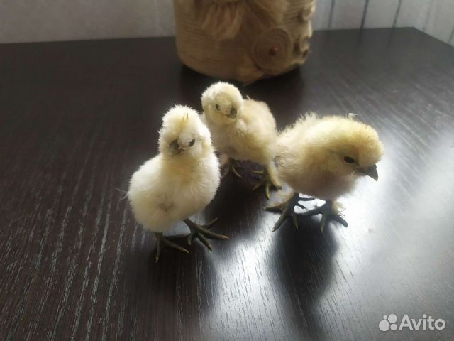 Цыплята китайских шёлковых кур