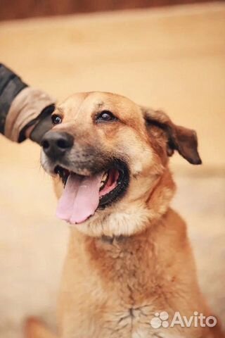 Одинокое солнышко, пес Рыжик