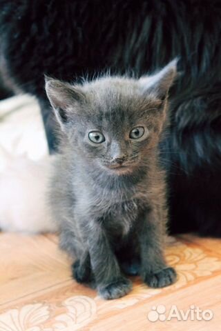 Котятки из приюта