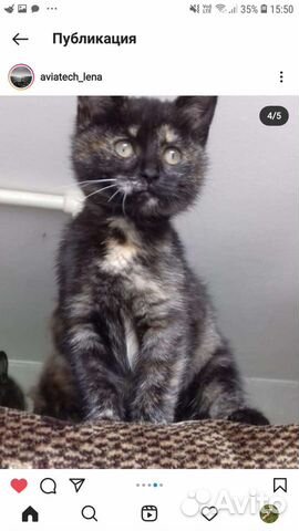 Подкинули котят