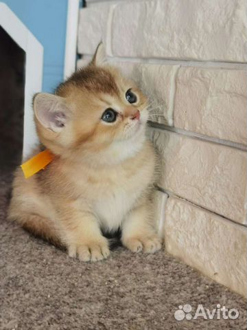 Золотой британский малышок