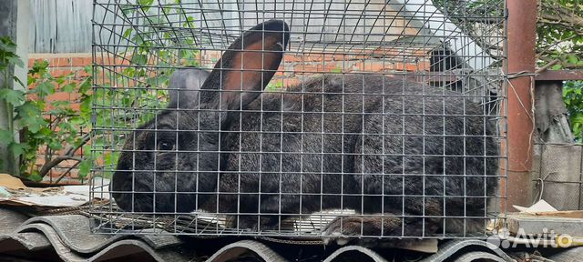 Кролики немецкие великаны