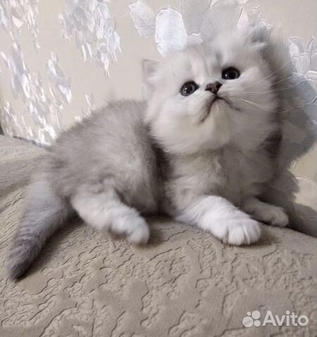 Котёнок серебристая шиншилла