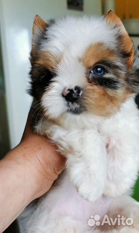 Щенки бивер йорка