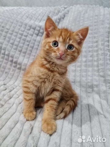 Рыжий котенок мальчик в дар