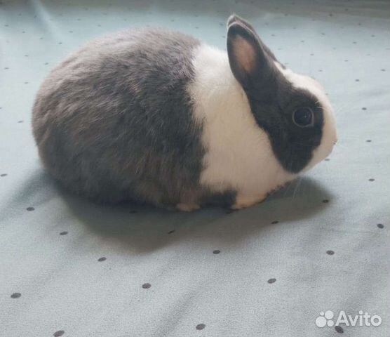 Декоративный цветной карликовый кролик