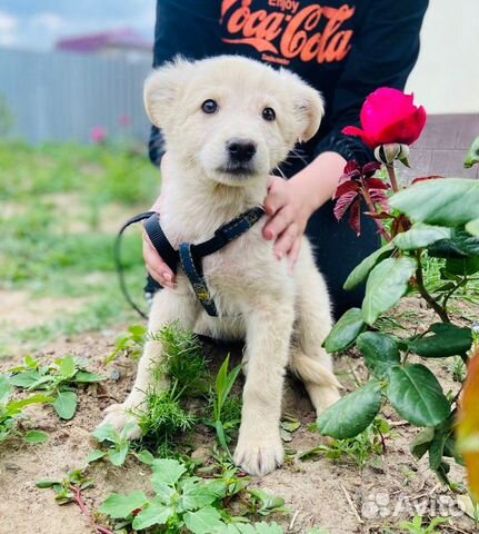 Малыши щенки - живые игрушки ищут дом