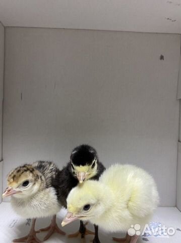 Суточные индюшата микс