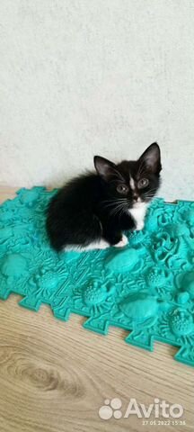 Черненькая девочка-котенок