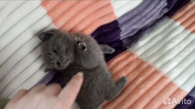 Британская