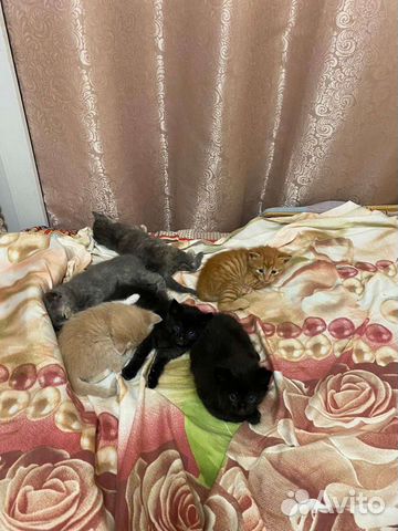 Котята в добрые руки