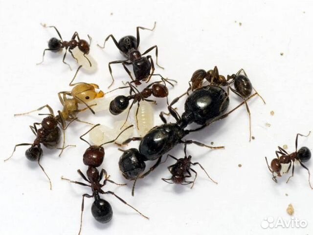Муравьи жнецы доставим к дому