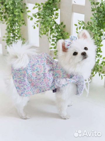 Белый померанский шпиц