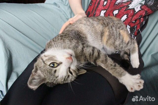 Котенок лапушка