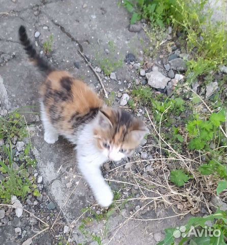 Трехцветные котята