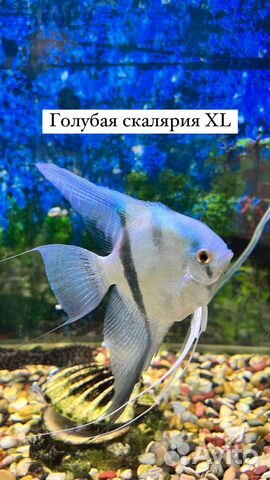 Аквариумные рыбы скалярии, сомы, змееголов