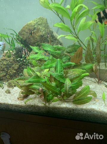 Аквариумное растение
