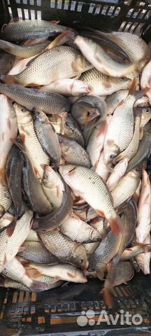 Малек сазана