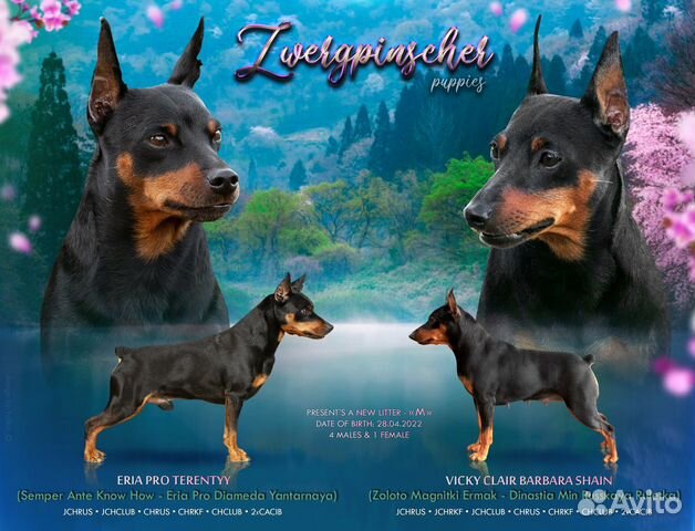 Щенки цвергпинчера (кобели)