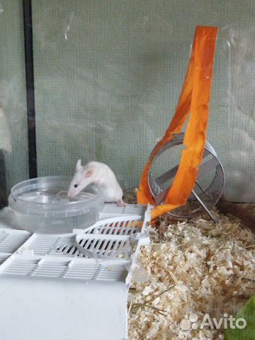 Декоративные мыши