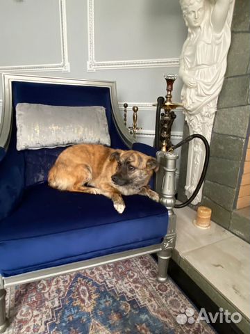 Маленькая рыженькая собачка в дар