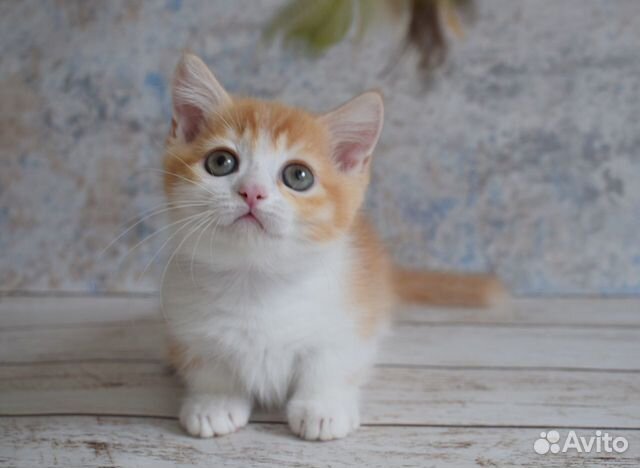 Котик манчкин стандарт