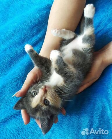Трехцветная котенок девочка