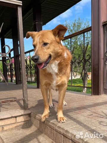 Рыжий пес Дик ищет дом