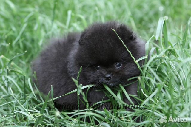 Мальчик шпицуля