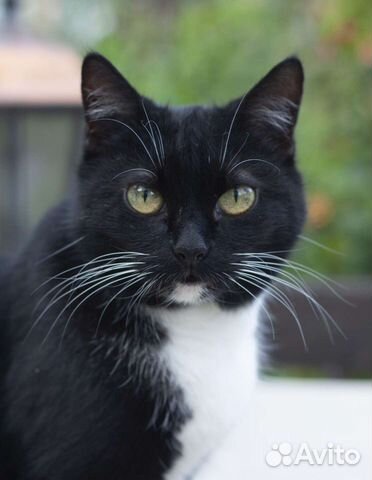 Кошка Олли в добрые руки