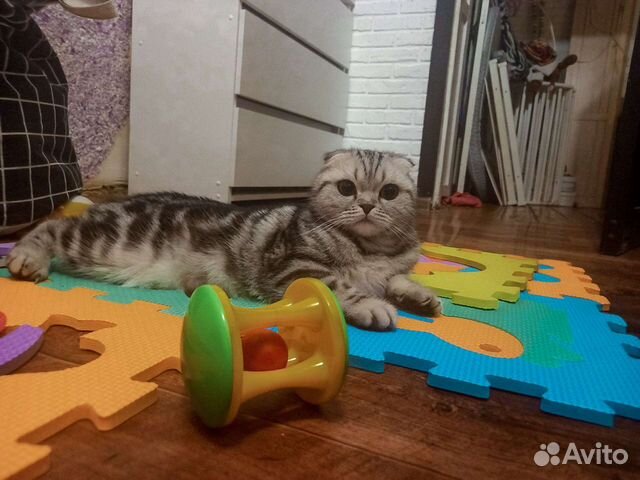 Кошка на вязку