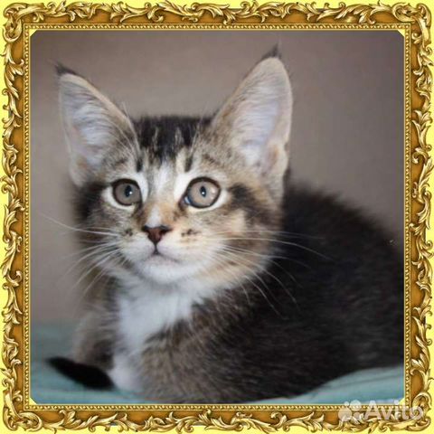 Котикчаузи