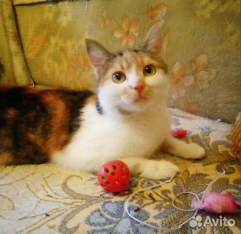 Трехцветочке Миле нужна передержка или дом