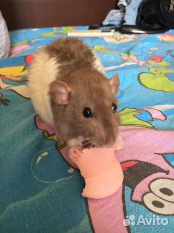 Отдам крысу ручную