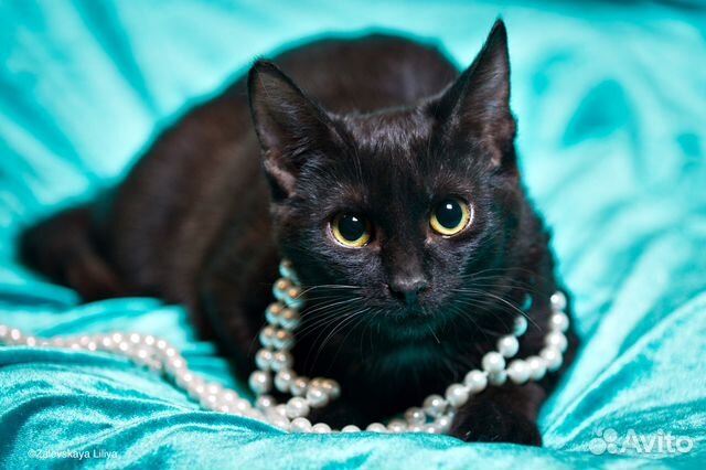 Королева Марго в добрые руки