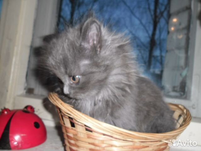 Очаровательные полуперсики