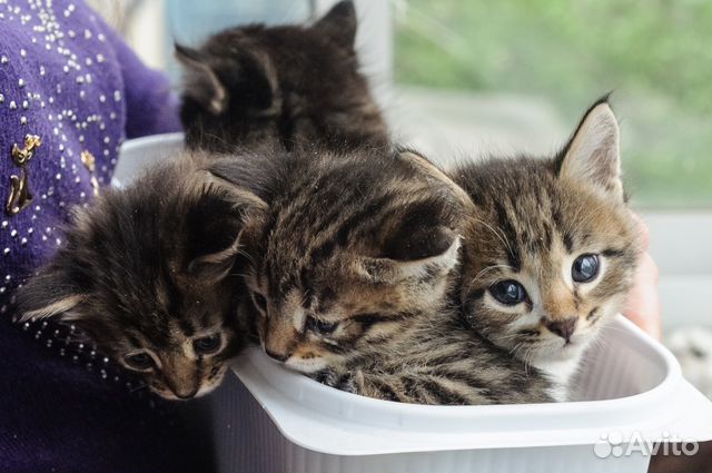 Котятки-тигрятки ищут дом