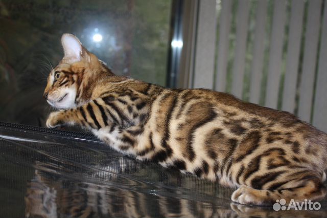 Бенгальская Степная красота