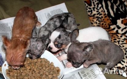 Чихуахуа мини - природный принт