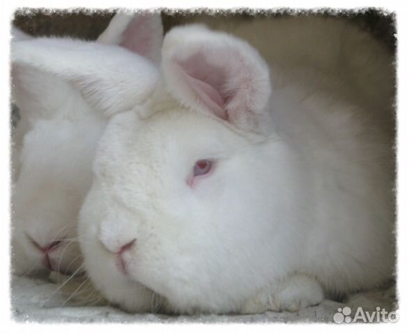 Н. З. Б. Молодняк элитных линий