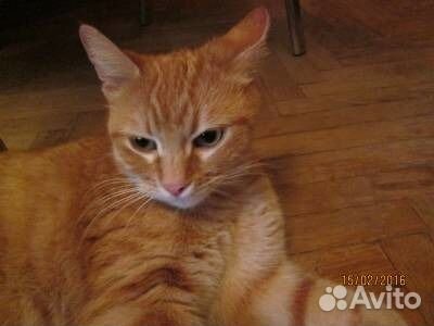 Очаровательное создание в дар