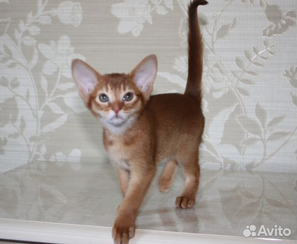 Котик Солнышко